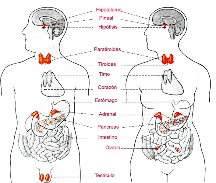 Educación Física: Unidad 1 y 2: Glándulas endocrinas
