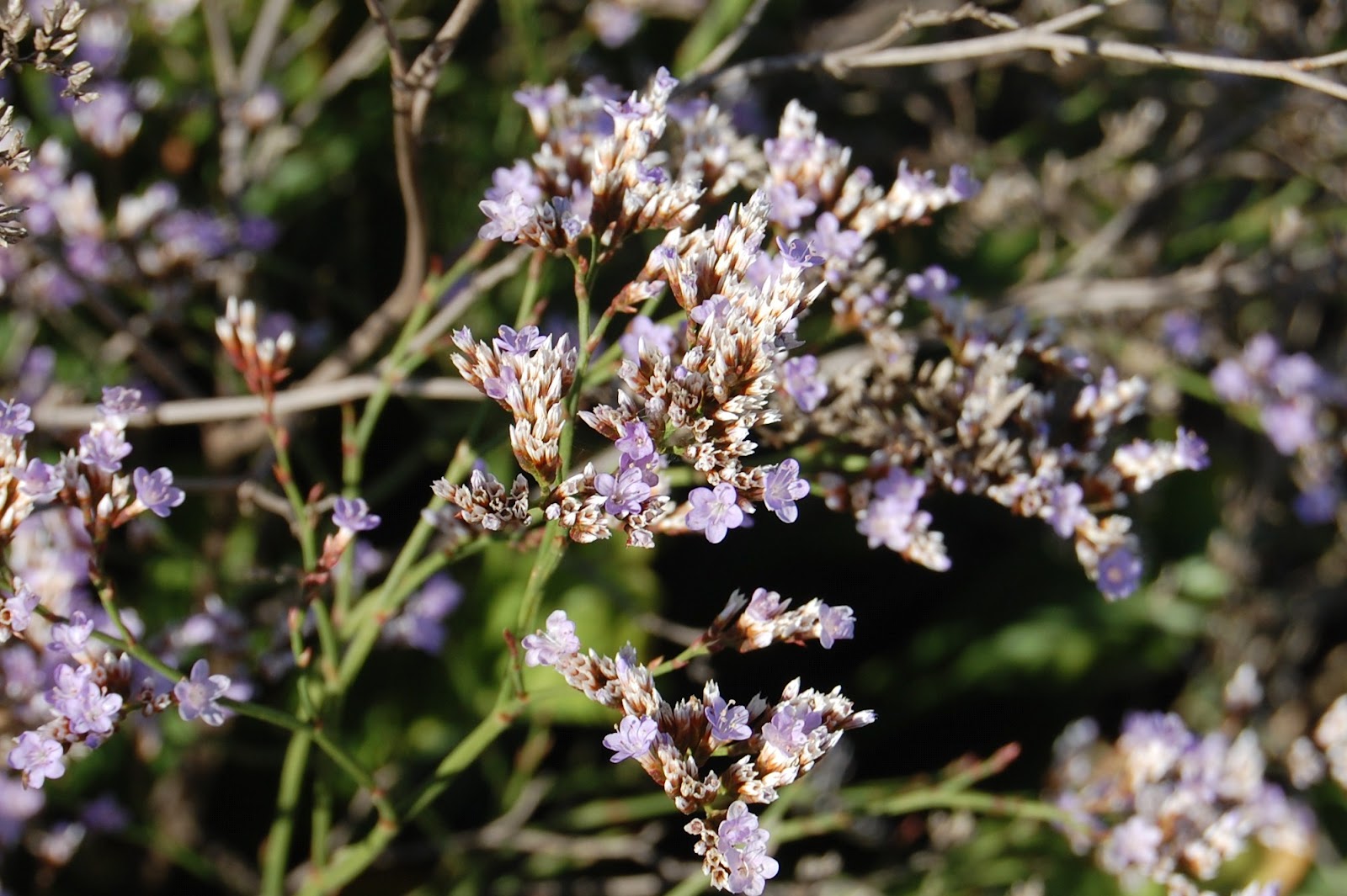 Plantas: Beleza e Diversidade: Limónio (Limonium vulgare)