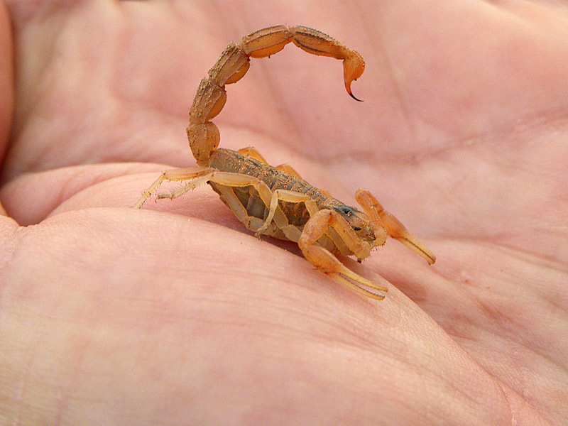 FOTO NATURA HUESCA 2: ALACRÁN - ESCORPIÓN Scorpiones Carl Ludwig Koch ...