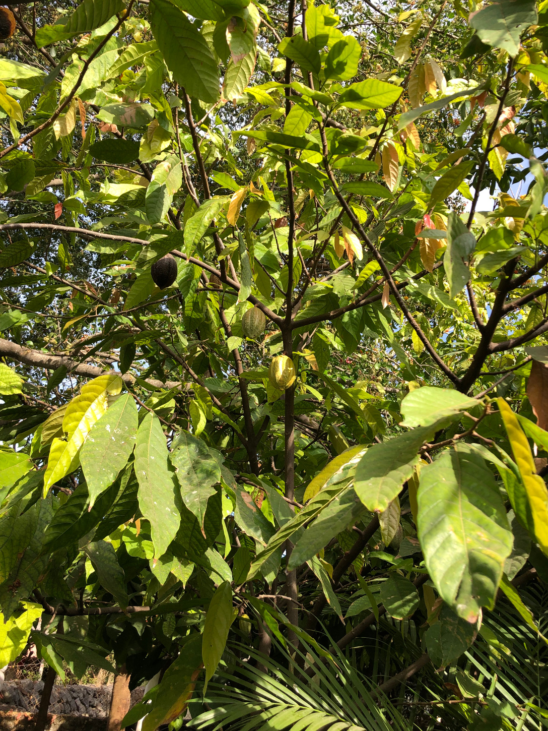 CenterPoint Go and Grow: Colima: 2019