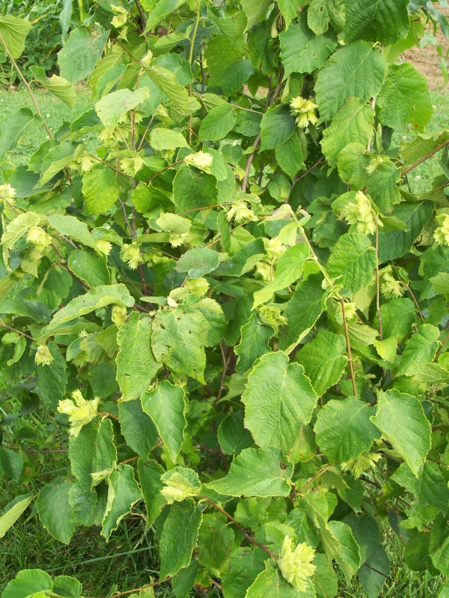 Omplantning af sået hasselnød