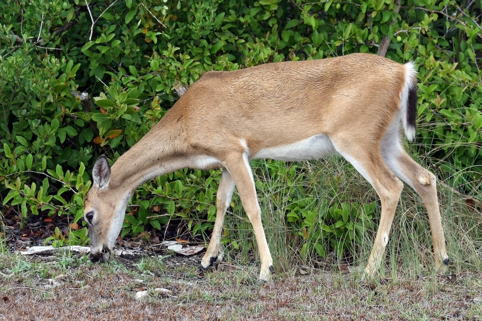 C.P.E. Zoológico Caricuao: Mamiferos del Parque