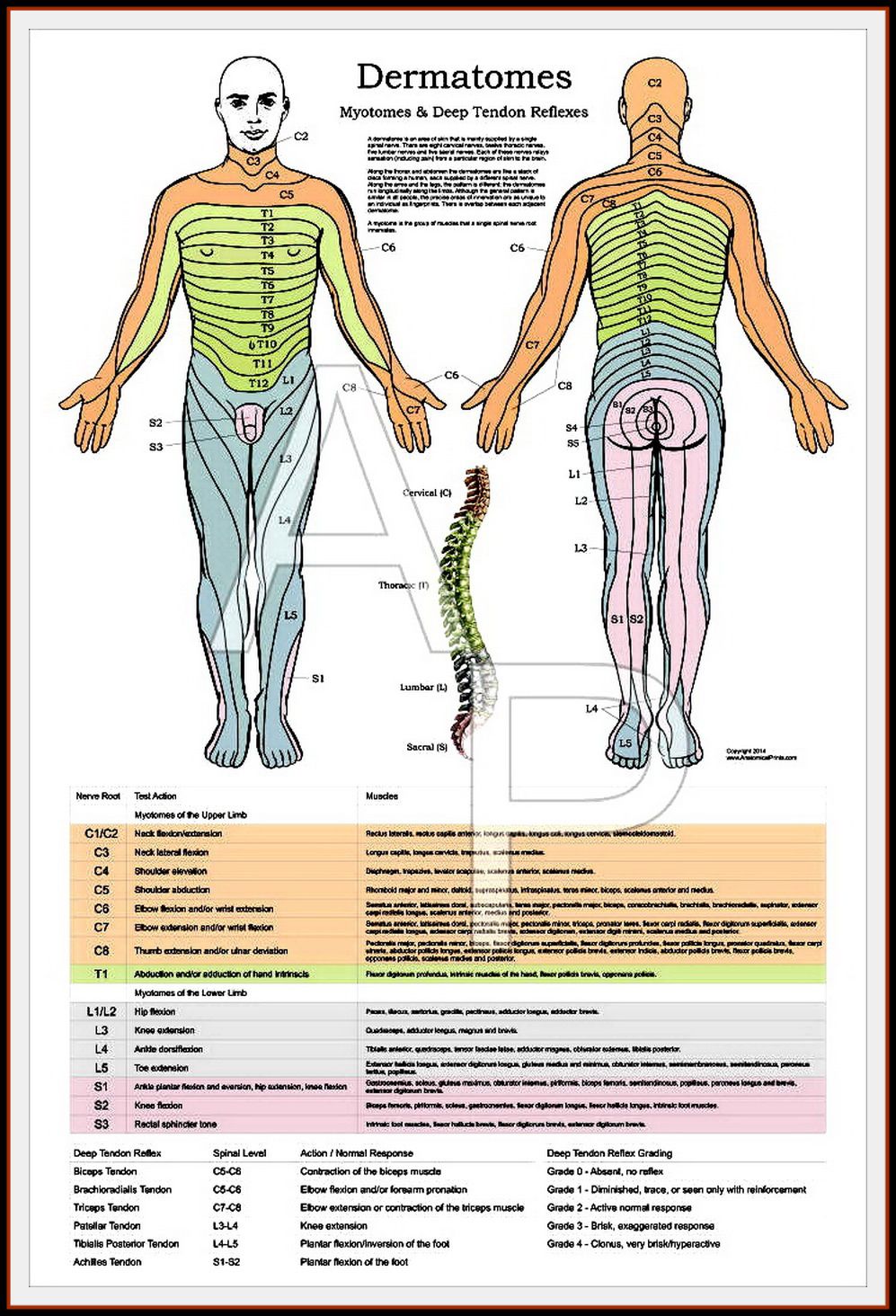 truthlady3: Dermatomes Dermal Segmentation
