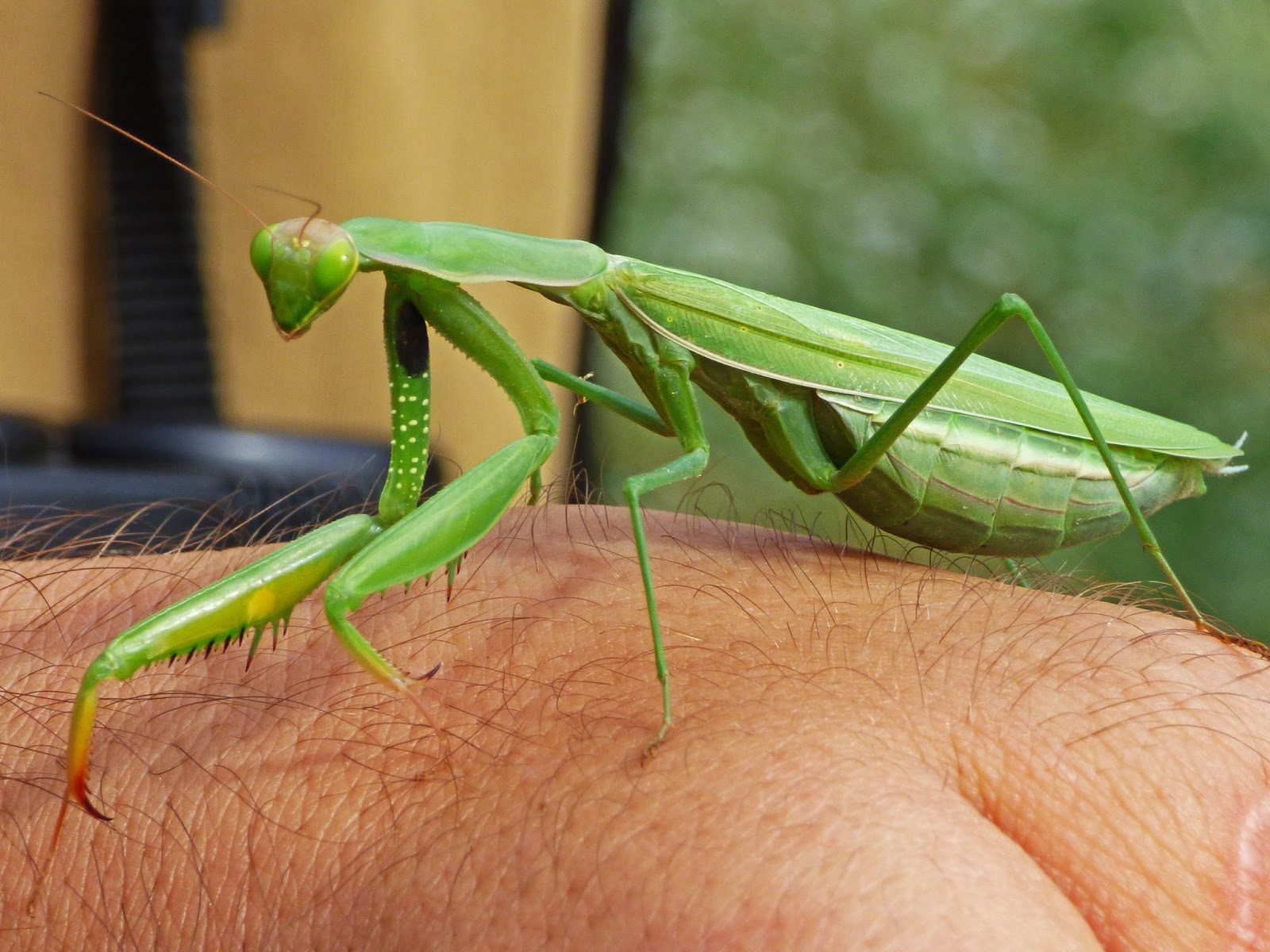 Amantes de la ornitología: Mantodeos del norte de Cáceres