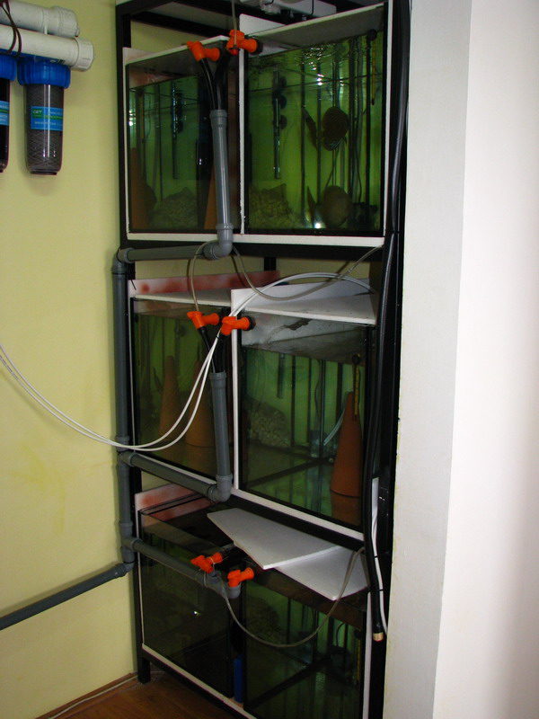 milloske-discus: Uparivanje i mrest riba