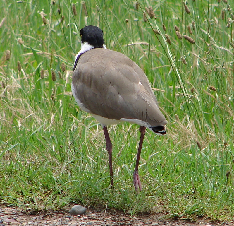 Snap Happy Birding: Masked Lapwing (Plover)