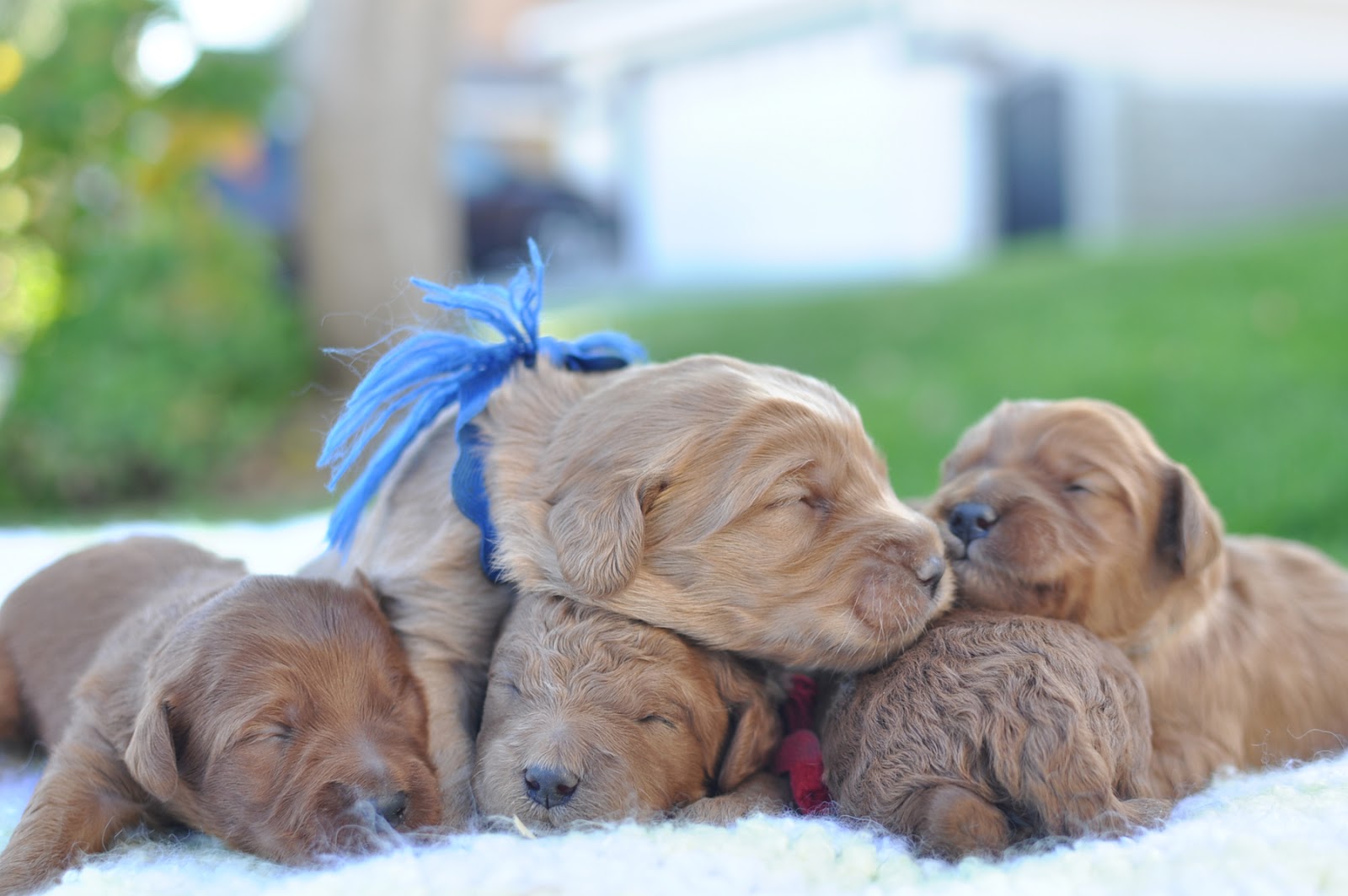 Faithful Doodles: 2 Week Old F1B Labradoodles! | Southern California ...