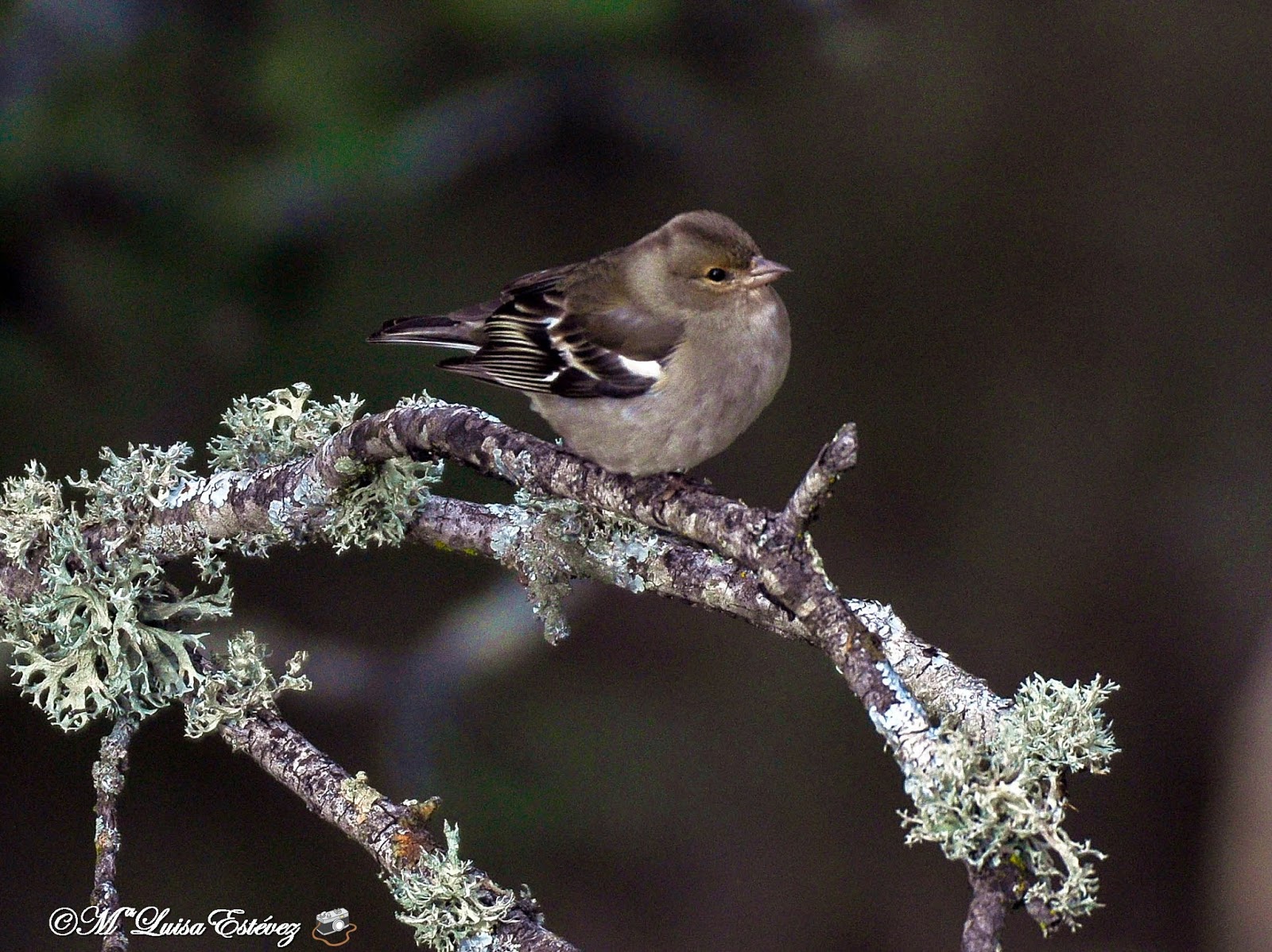 Mi Rincón Natural: EL PINZÓN VULGAR (Fringilla coelebs)-El pinzón ...