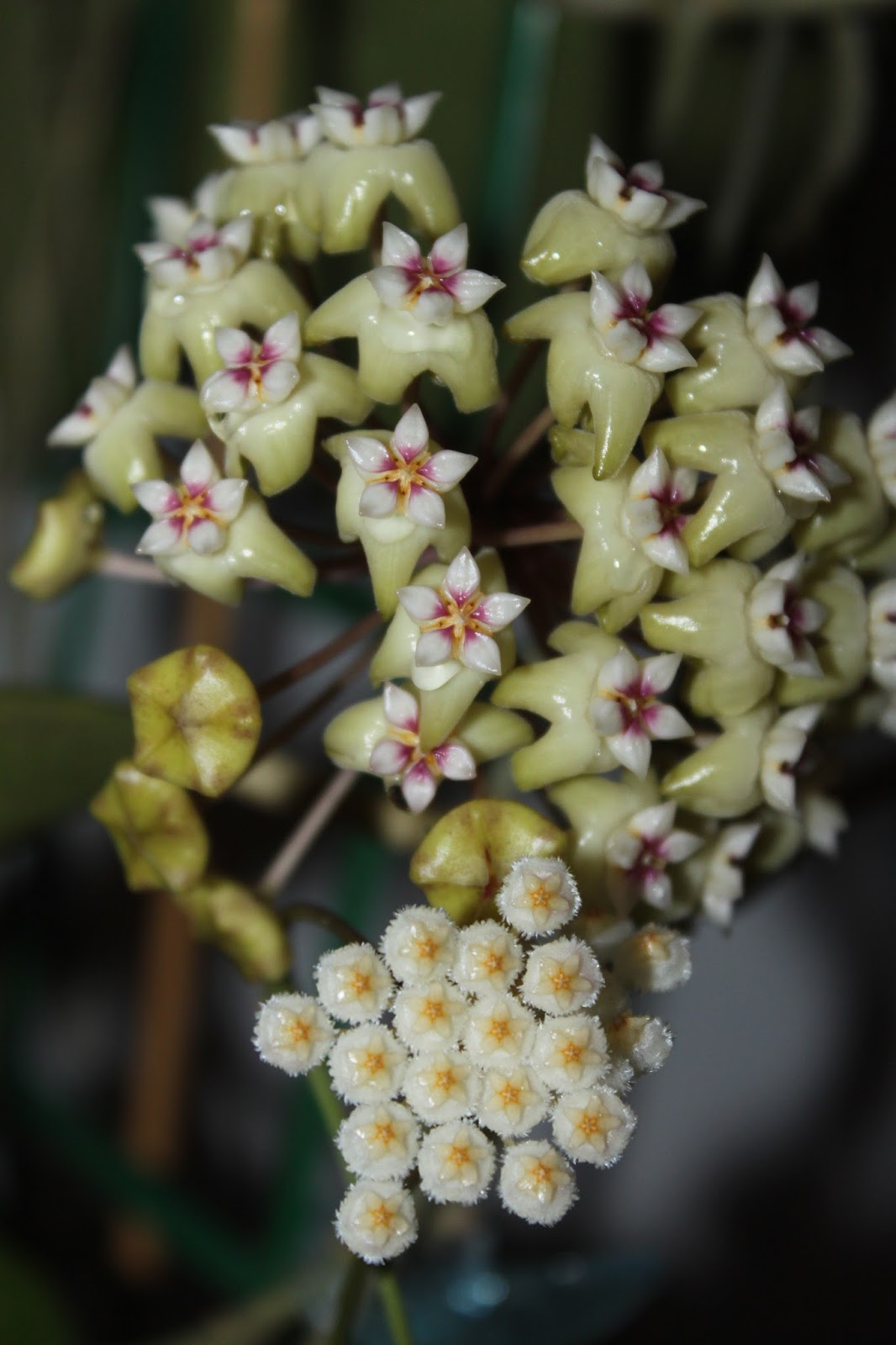 Hoyapassion: Hoya rigida EPC-606 ( 2x bigger flowers than common size )