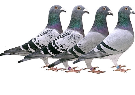 Palomar de Salvador Folqués: ARTICULOS