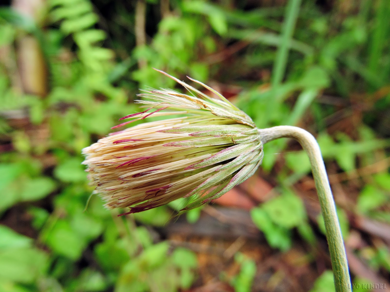 BUTZKE AGRÍCOLA E FLORESTAL - TAIÓ/SC: Chaptalia nutans (Língua-de-vaca)