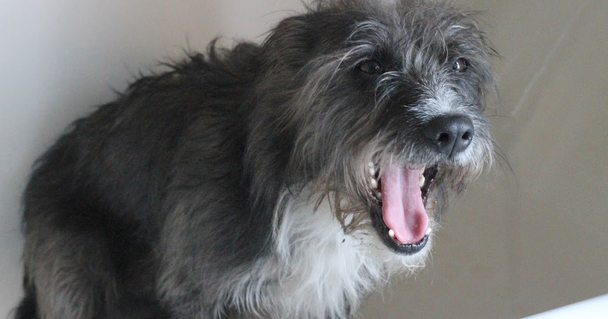 Where Your Treasure Is: How to De-Skunk Your Dog; A Remedy that Really ...