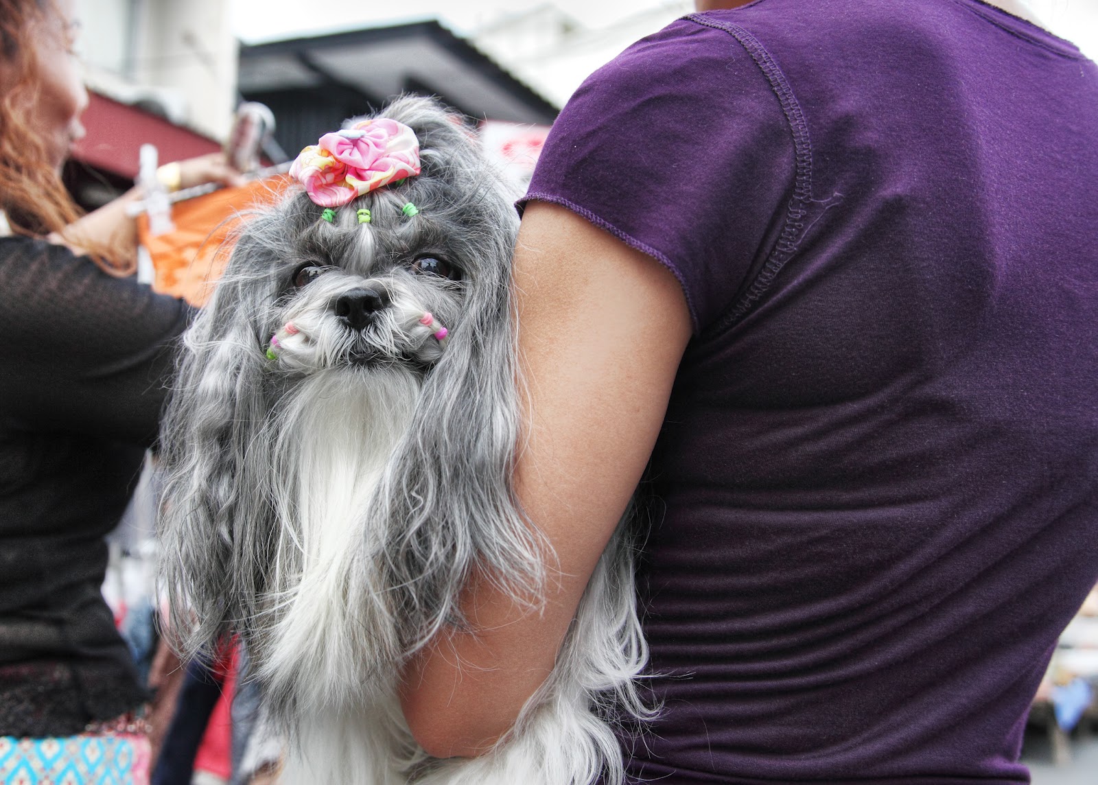 Thai Street Life: “Chinese Dragon Dog” Photograph