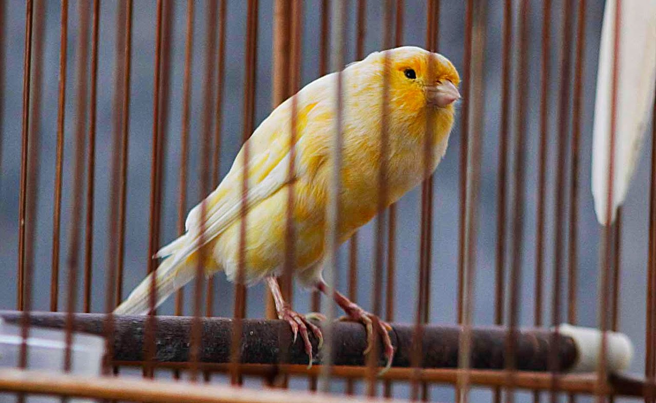 Kicau Mania Burung Kenari