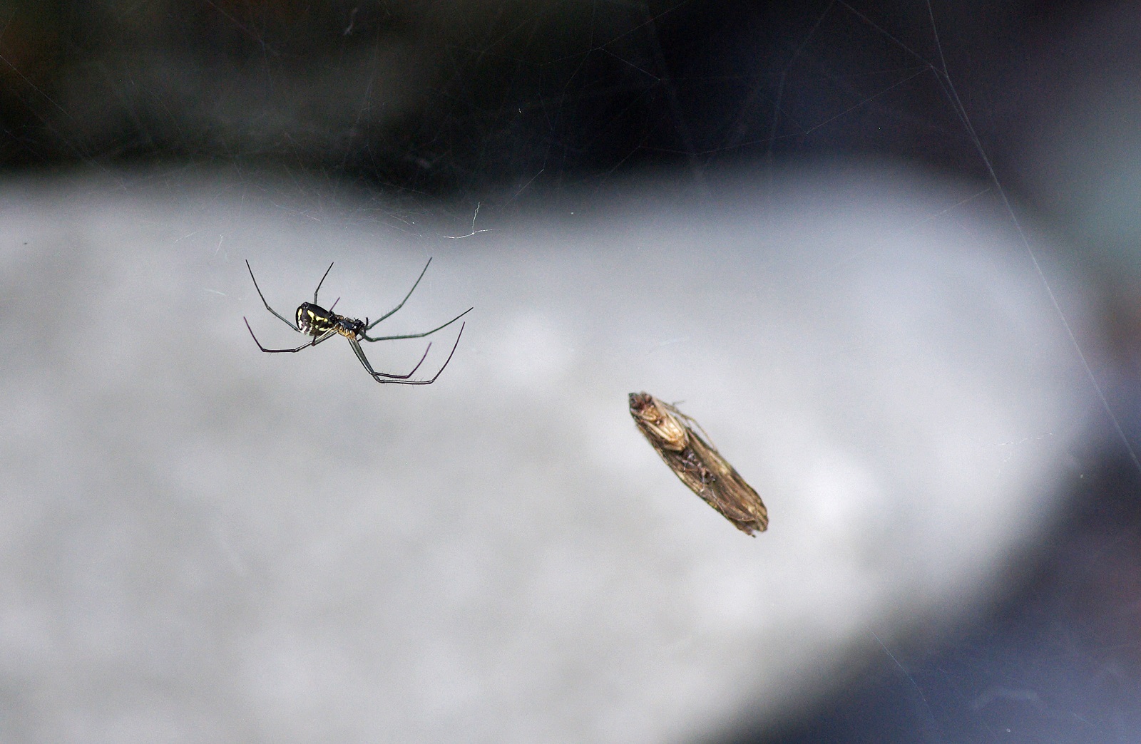 Real Monstrosities: Bowl And Doily Spider