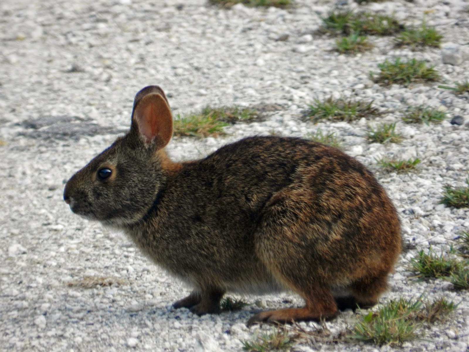 Nature in a Nutshell: Warning: CUTE factor!