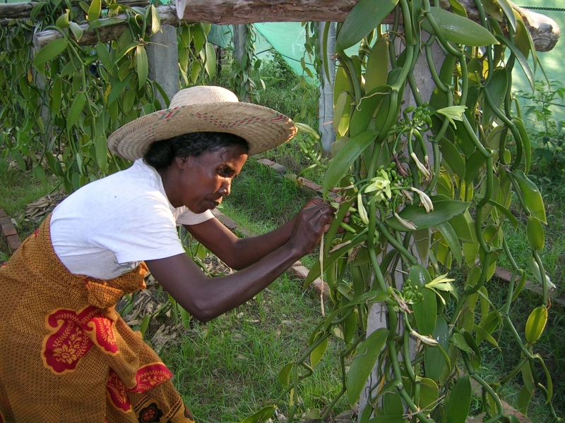 la cuisine de sandy 31800: vanille de madagascar