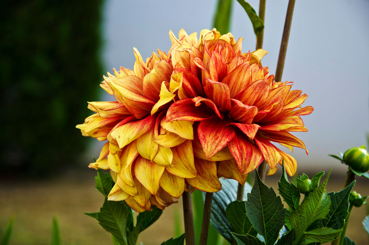 Daliile, reginele grădinii mele anul acesta - Blogul Larisei