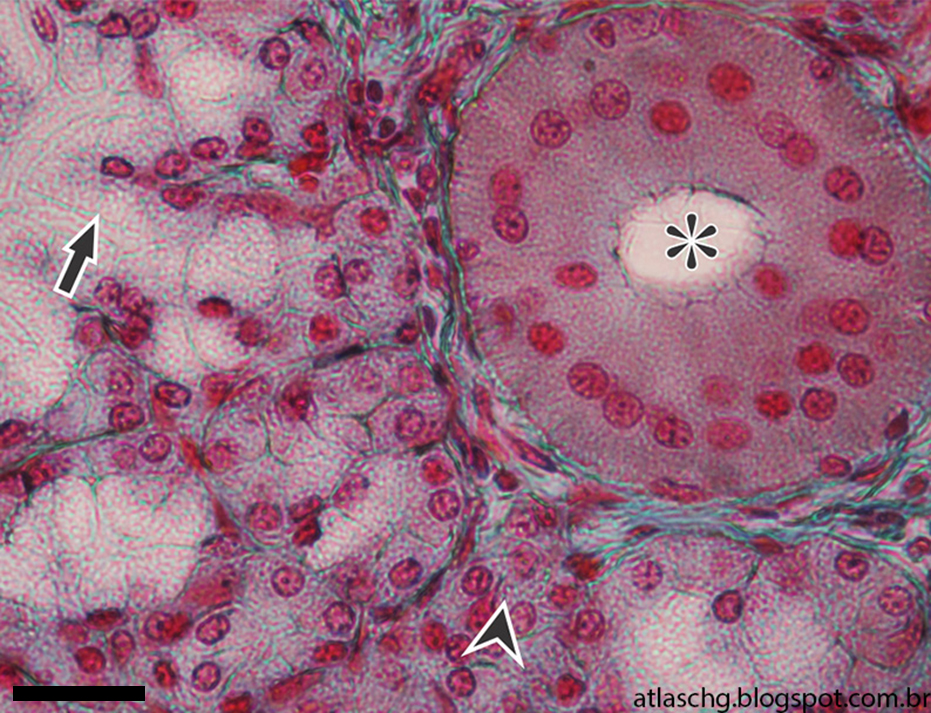 Atlas de Citologia e Histologia: Tecido epitelial glandular