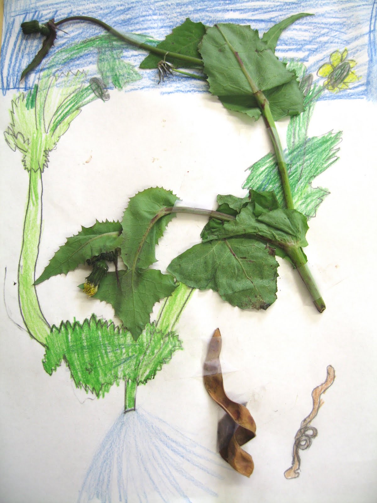 Walgrove Studio Lab: Observational Drawing - Second Grade