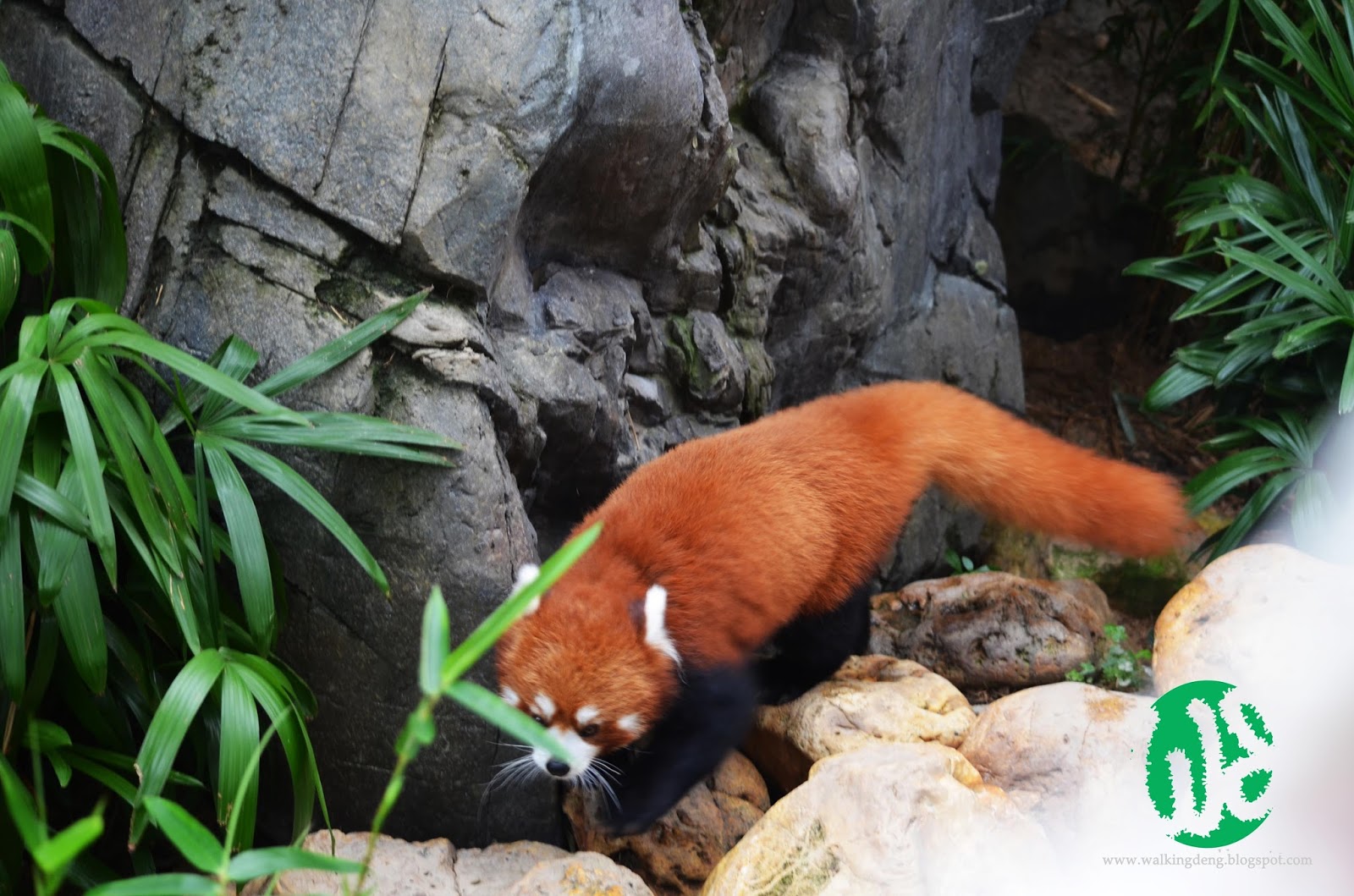 TheWalkingDeng: Day 4: Of Pandas and Sea Creatures - Ocean Park Hong ...