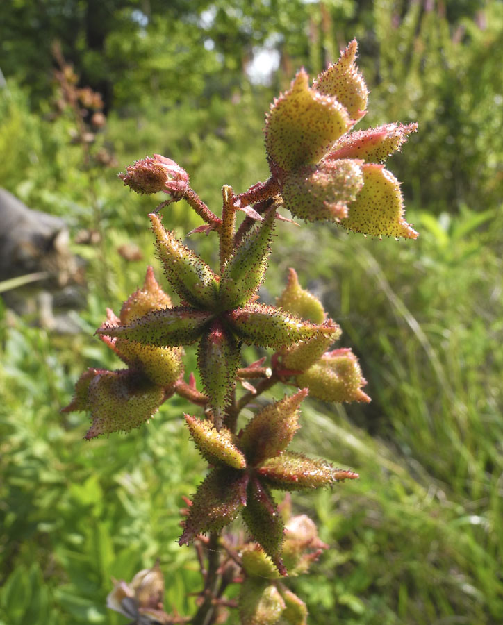 Studio and Garden: Spreading Seed