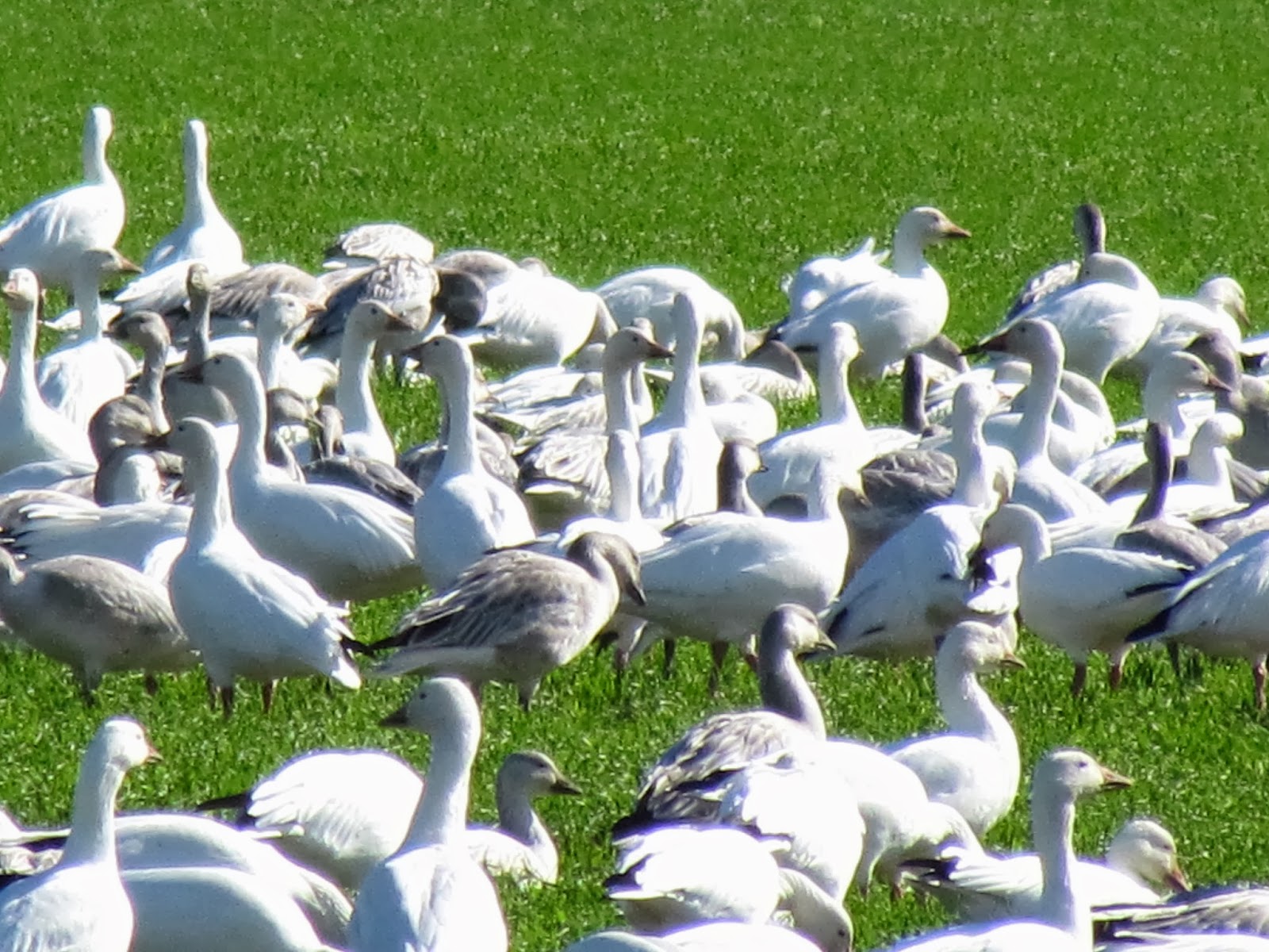 Scene Through My Eyes: The Snow Geese Are Back
