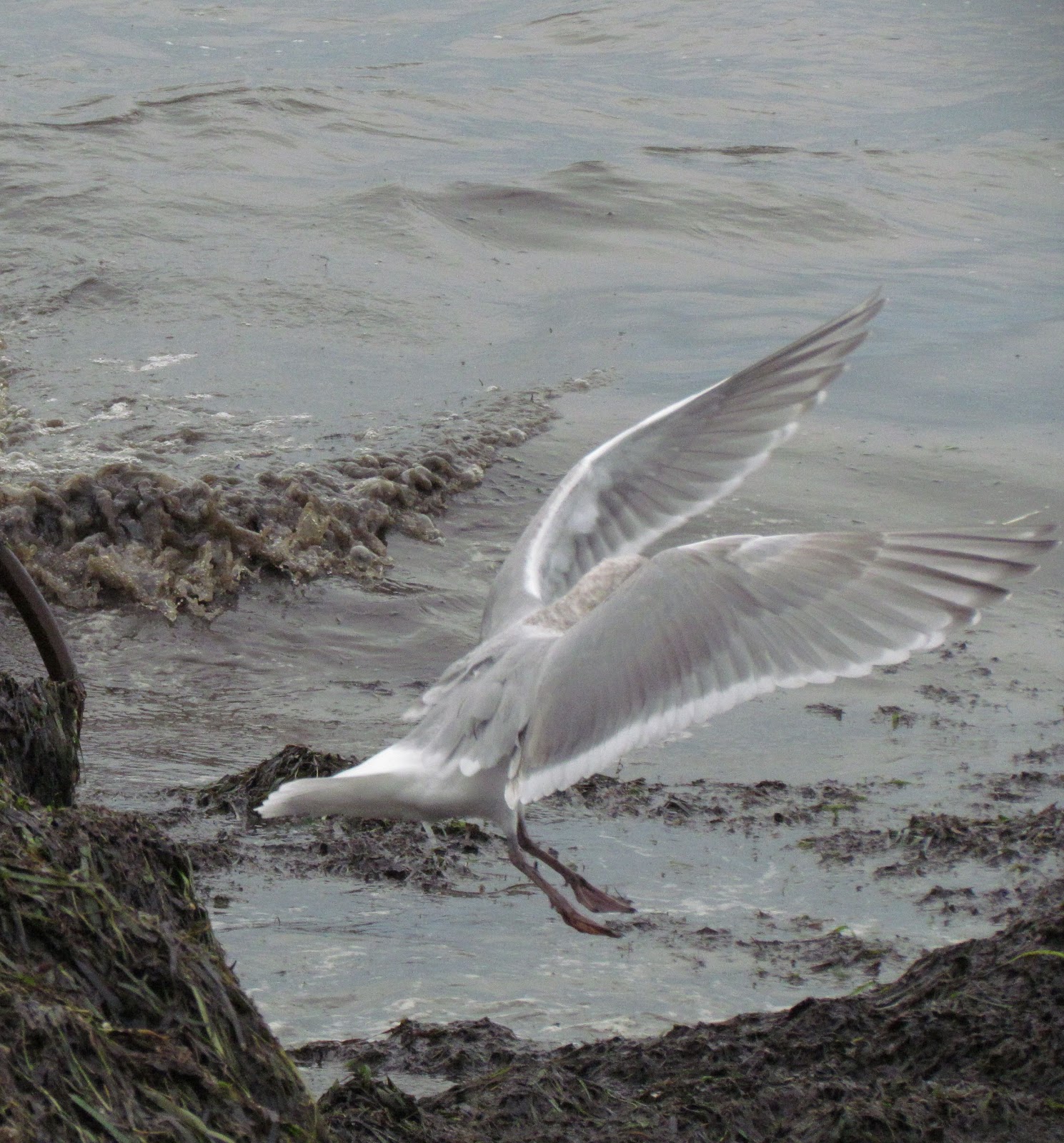 Scene Through My Eyes: Weekly Top Shot - Seagull landing