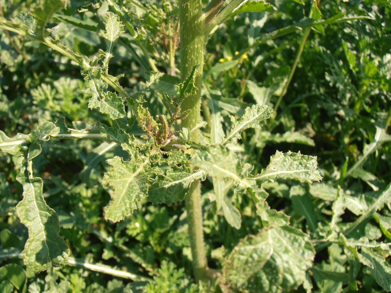 JARAMAGO: Diplotaxis virgata | Plantas rioMoros