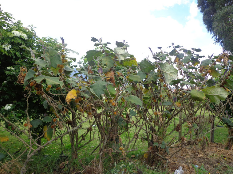 DESCRIPTORES VARIETALES EN LULO