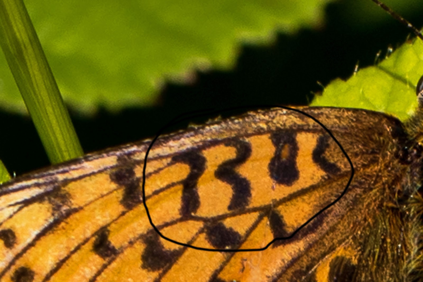 Butterflies, Dragonflies, Moths & other Insects: Small Pearl-bordered ...