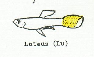 Swordtail Guppies: 2013