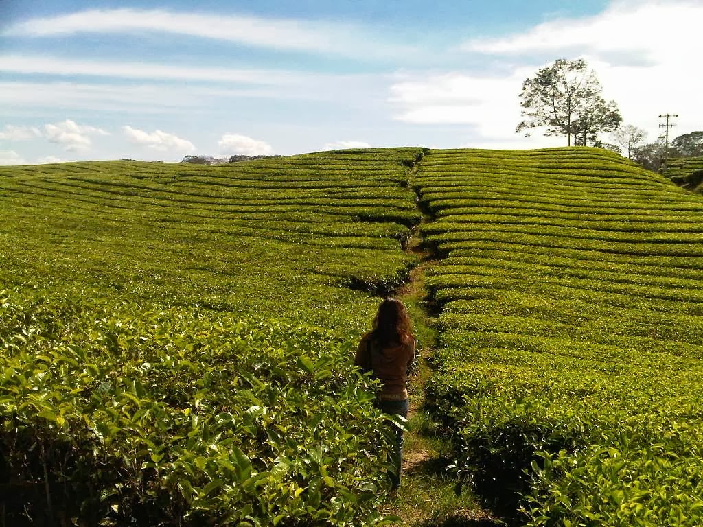 alam indonesia: Indahnya Perkebunan Teh Sidamanik dan Air Terjun Bah Biah