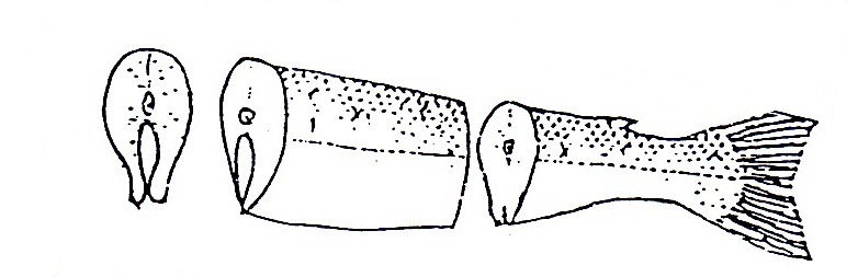 Madedonn's Culinary: Basic Cutting FISH and CHICKEN