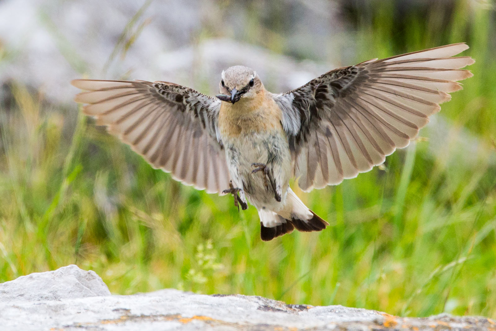 Darley Dale Wildlife: Wheatear with young - Long Dale, Hartington