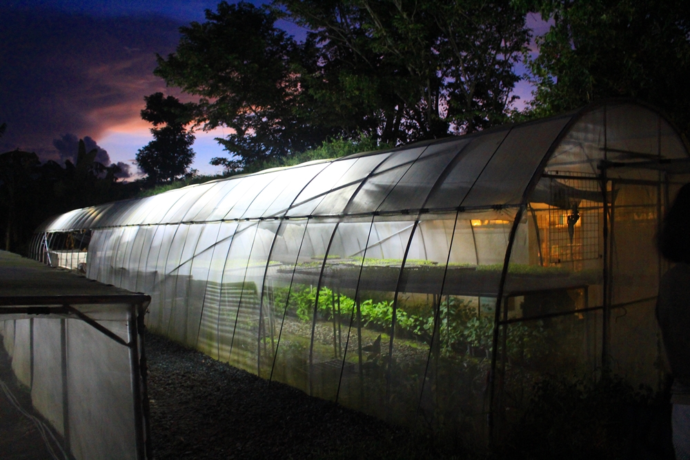CheChe Lazaro Probes the Fertile Land of Lotus Pod Farm in Bay, Laguna ...