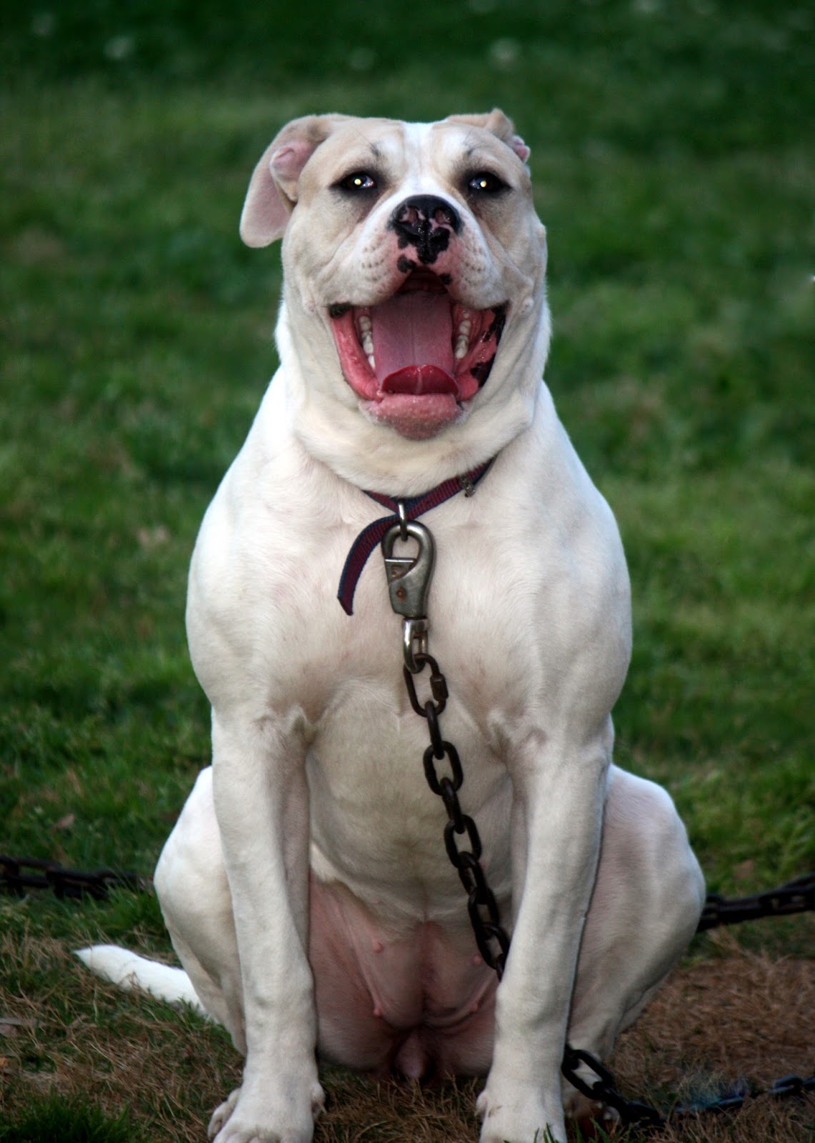 American Bulldog | The Wildlife