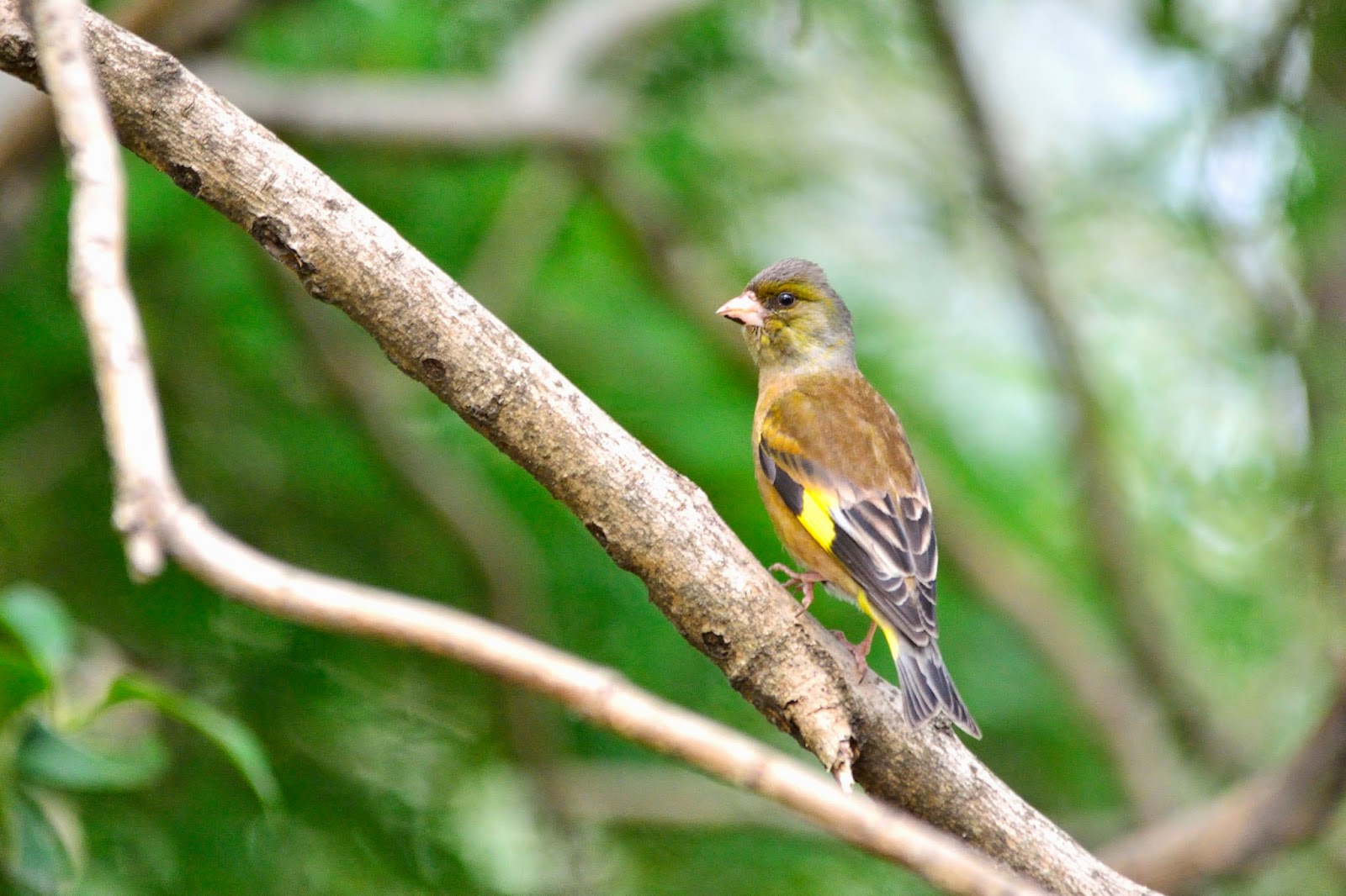 Birding Life in Japan: 頭が黄色いスズメ？ A yellow headed-sparrow?