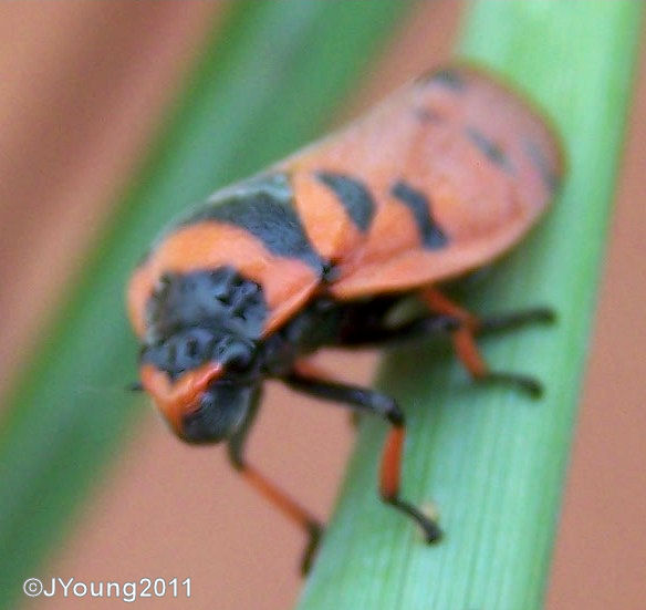 South African Photographs: Red-spotted Spittle Bug (Locris arithmetica)