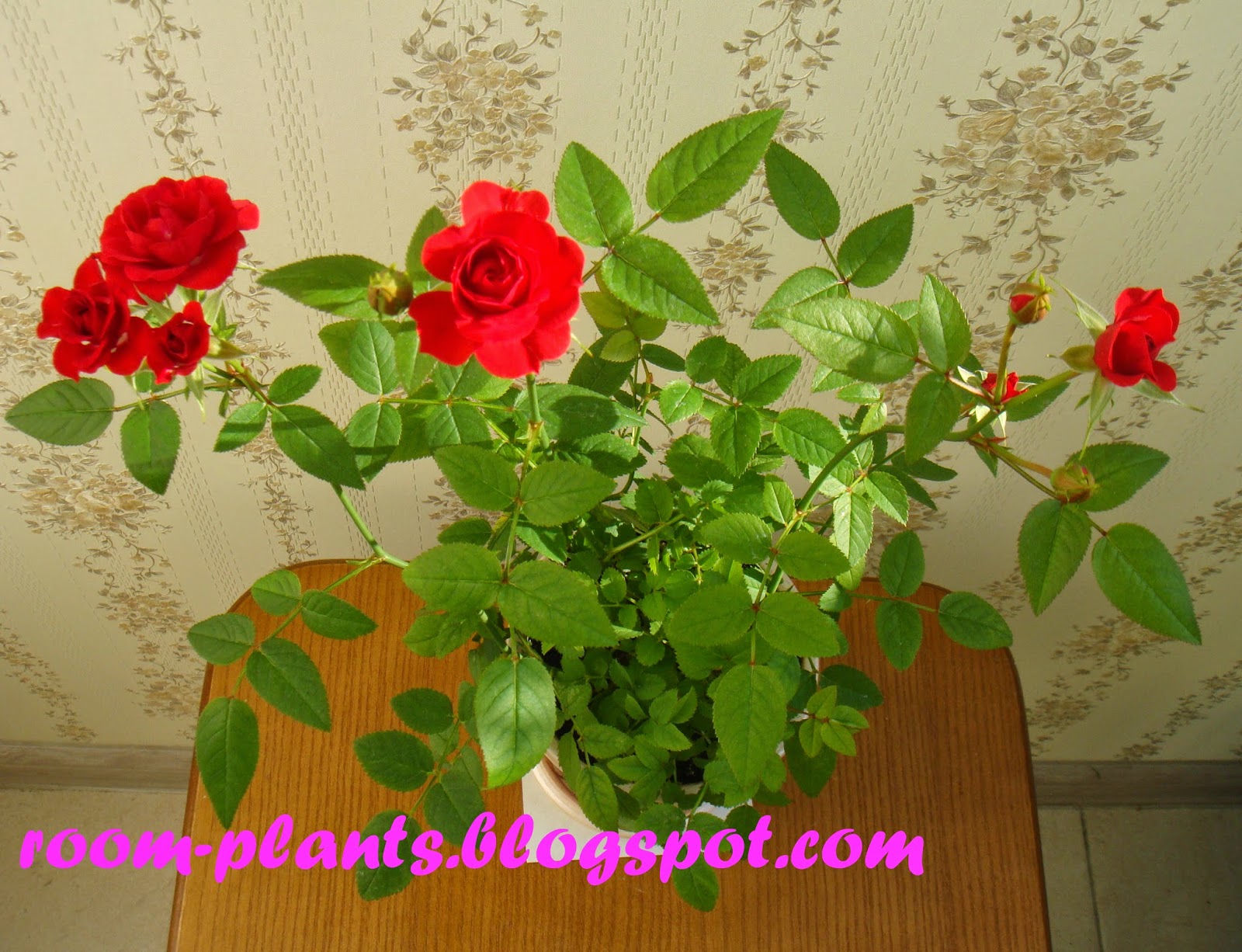 Plant's the soul of your flat: A Miniature rose: buying and adaptation