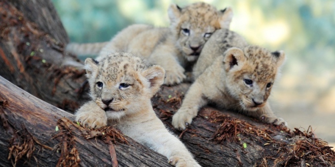 Fauna Silvestre: ¿Cómo cuidan los leones a sus crías?