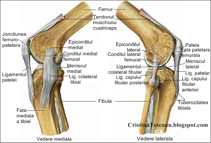 Dr. Cristina Toteanu: Anatomia corpului uman - imagini