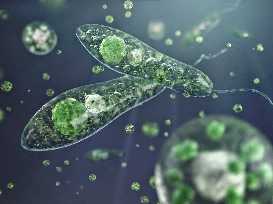 Blog de Biologia: Reino Protista