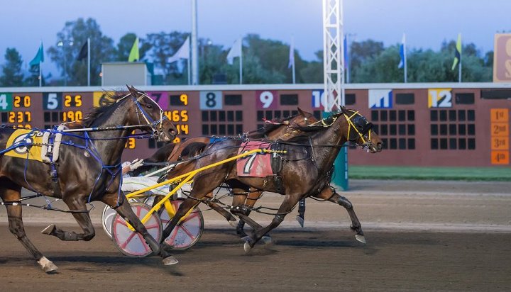 View From the Racetrack Grandstand: Owner Profile - Wendi Wiener