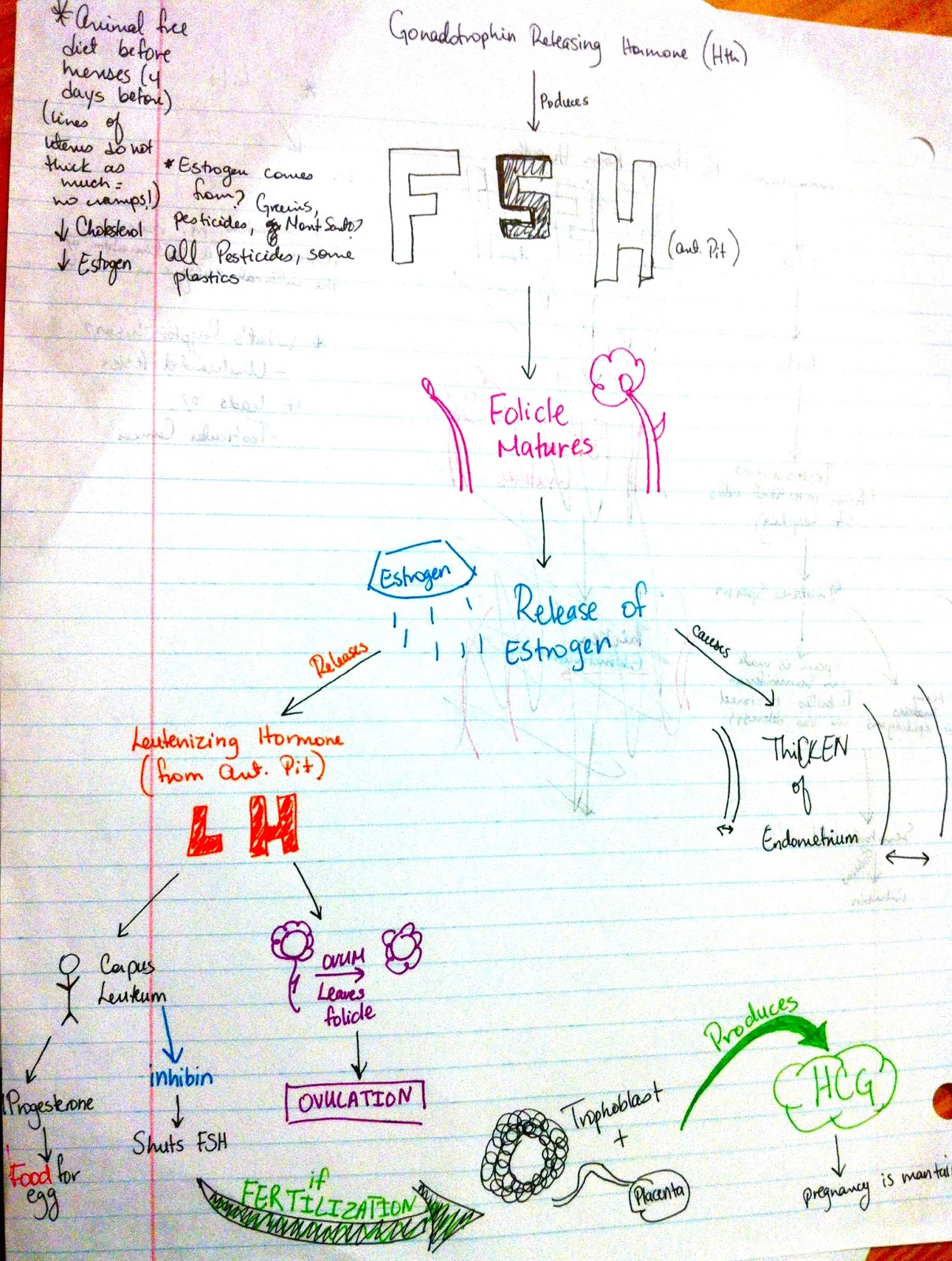 Boards part I visual help: Menstrual Cycle
