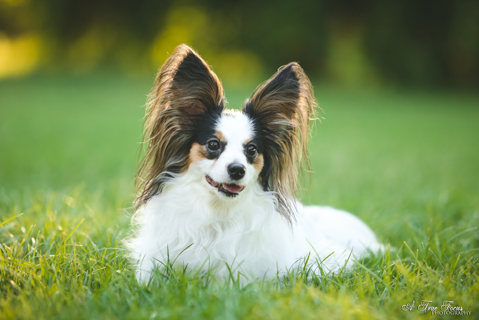 A True Focus Photography: Gypsy {dog and pet photography}