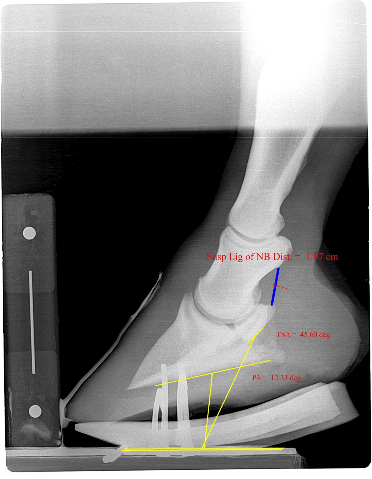 Innovative Equine Podiatry: New navicular case study