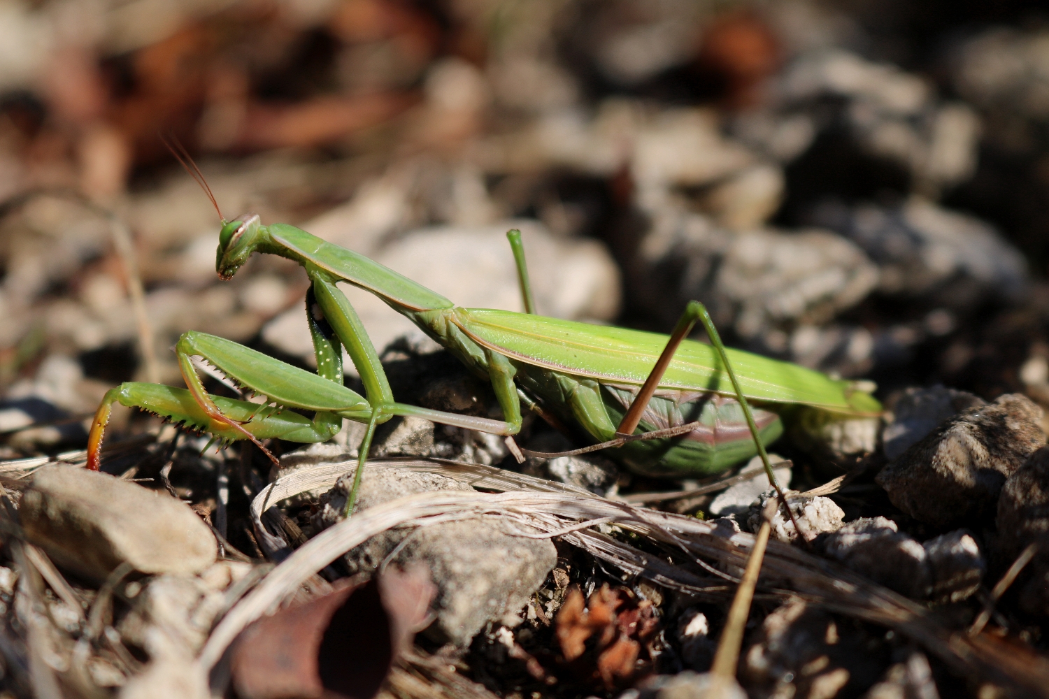 Aria di montagna - Sentieri delle Alpi... : Zucco di Manavello (1020 m ...