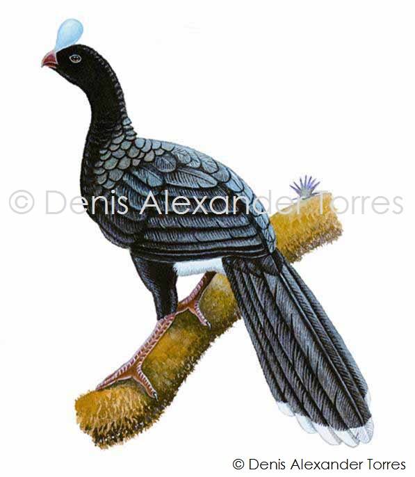 VISION TORRES - IMAGENES DE NUESTRO MUNDO: PLASMANDO VIDA SOBRE PAPEL ...