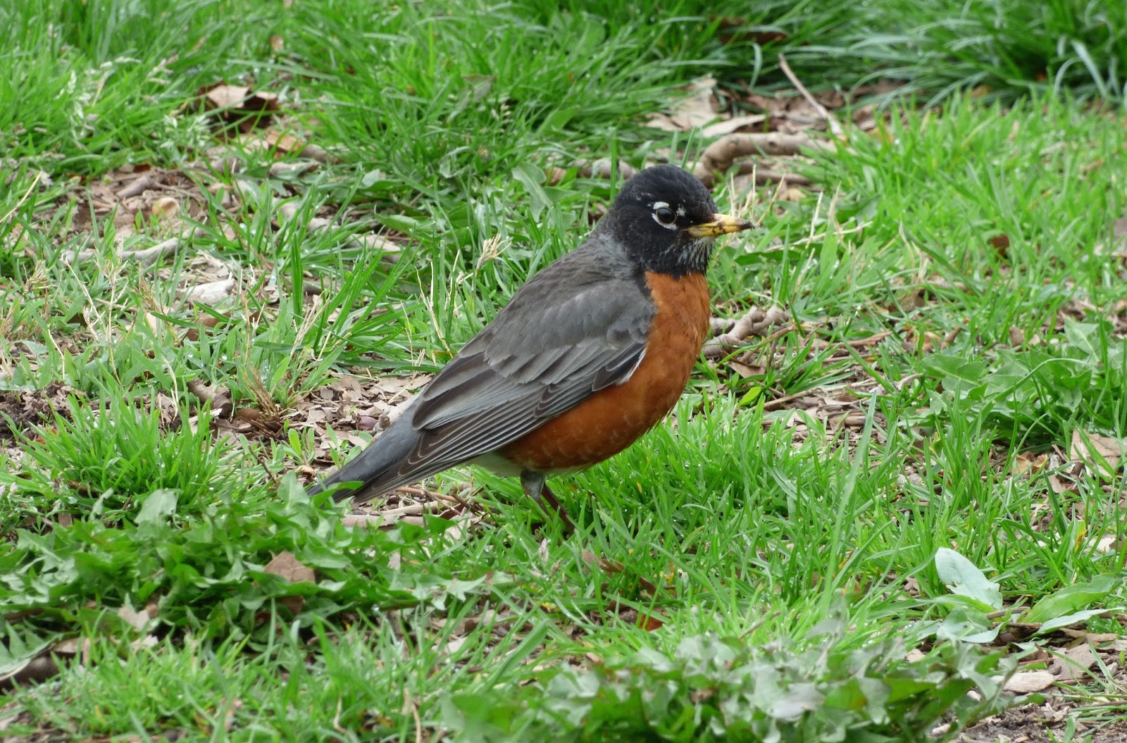 Out4aduck - A record of my birding year: Central Park Birding